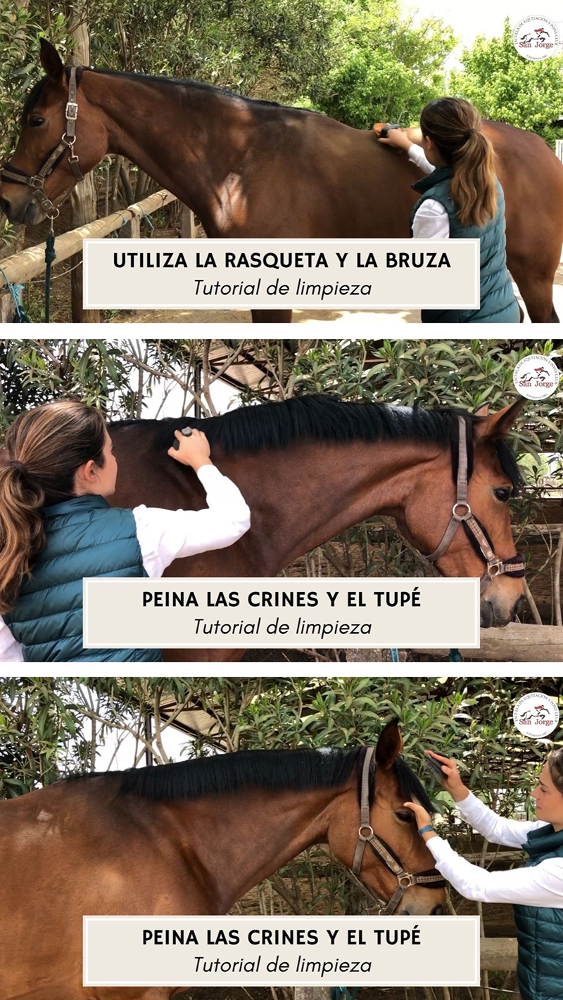 Cómo cepillar a tu caballo | Escuela de Equitación San Jorge