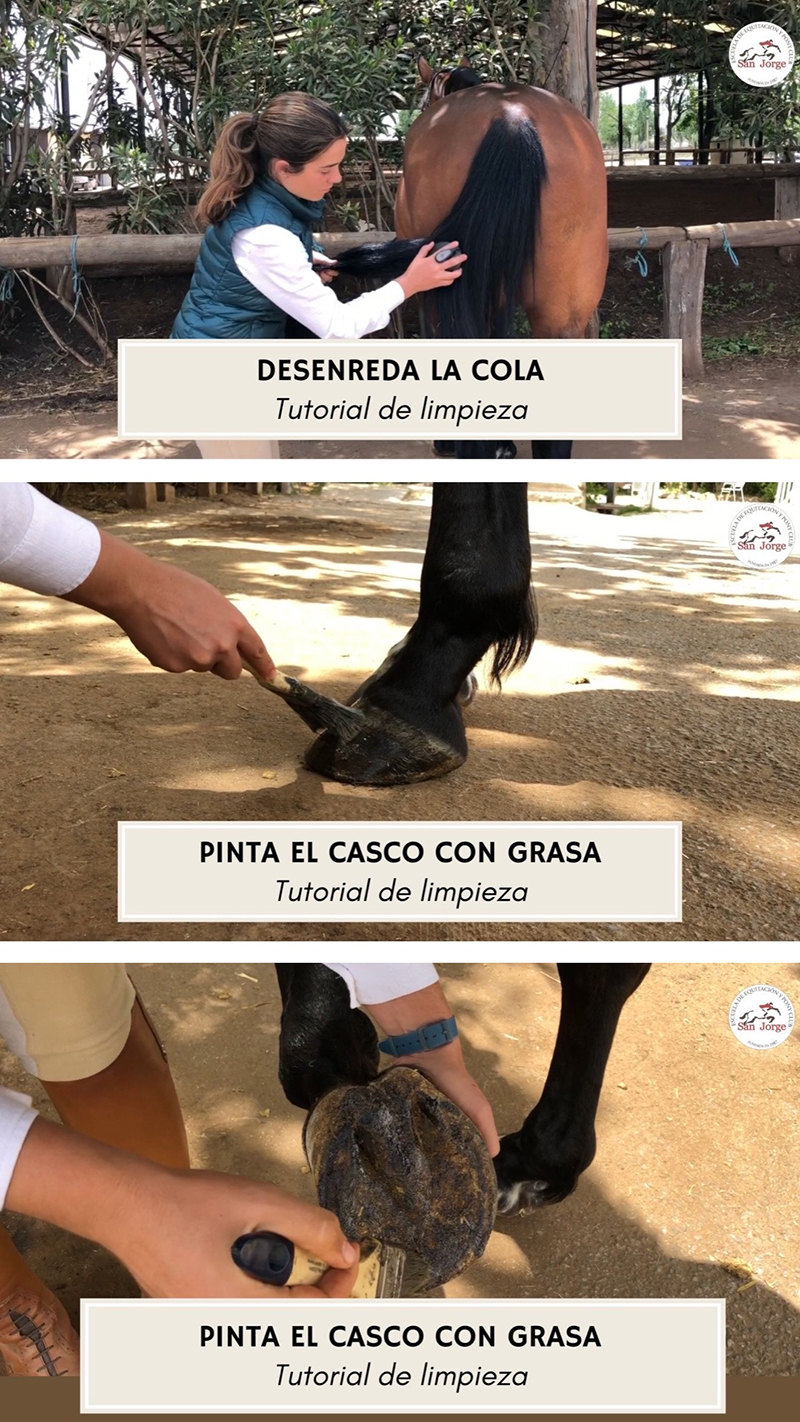 Cómo cepillar a tu caballo | Escuela de Equitación San Jorge